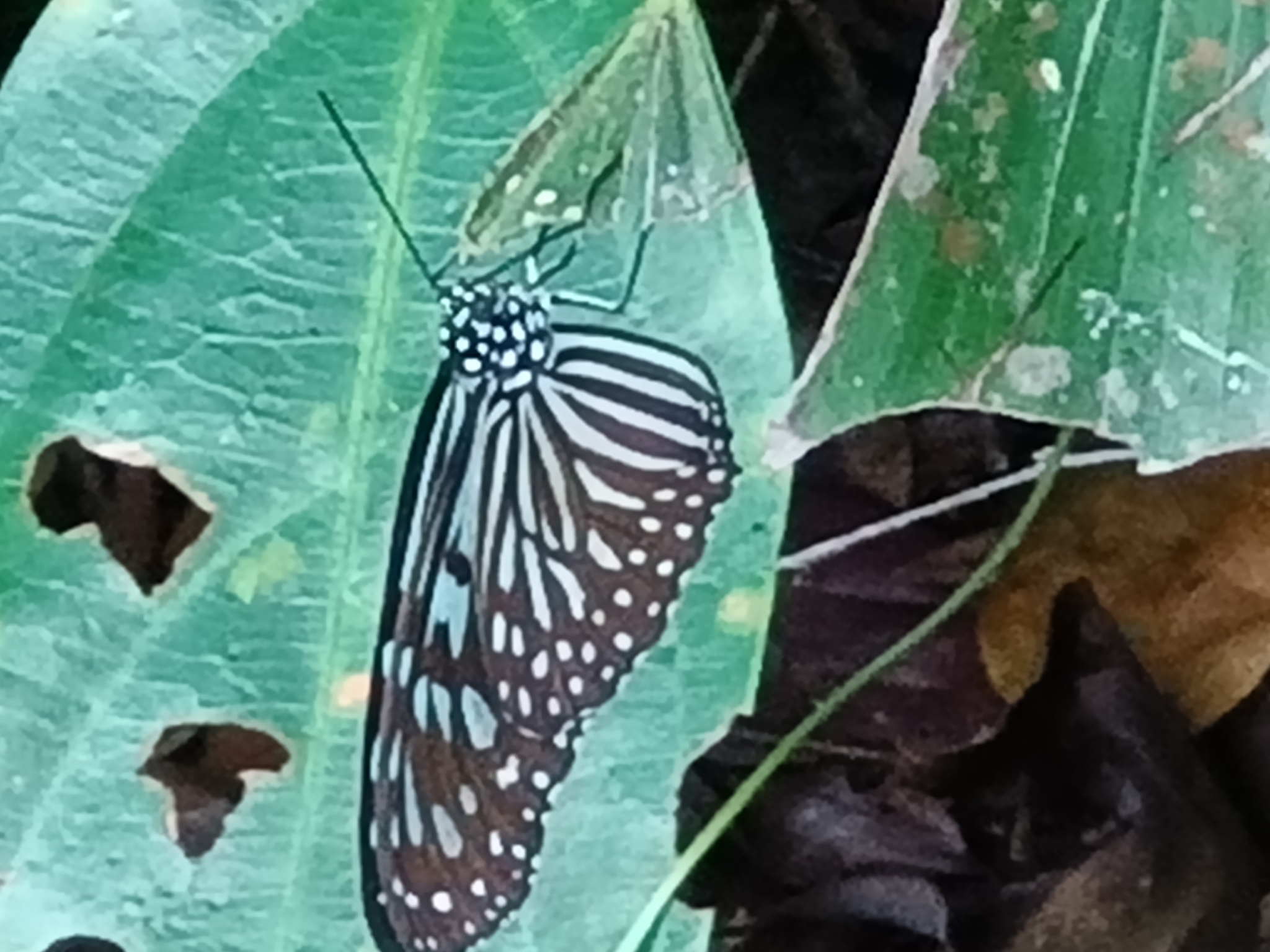 Ideopsis vulgaris (Butler, 1874)