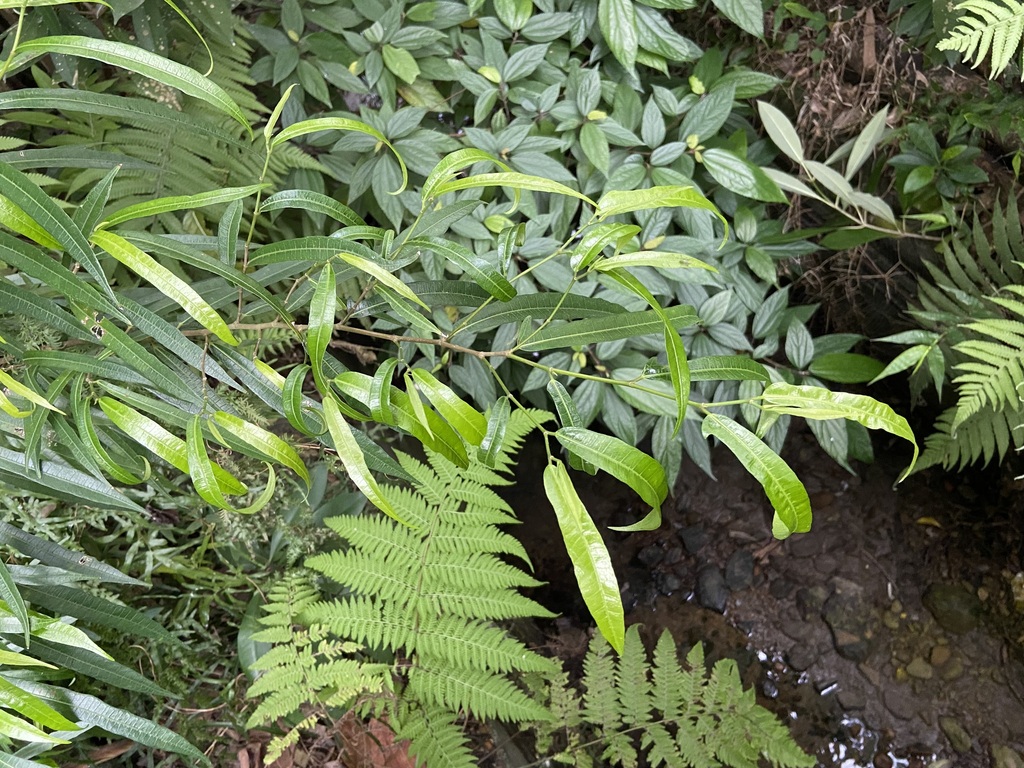 Ficus ampelos from Taipei, Taipei, Taiwan on February 26, 2023 at 03:58 ...