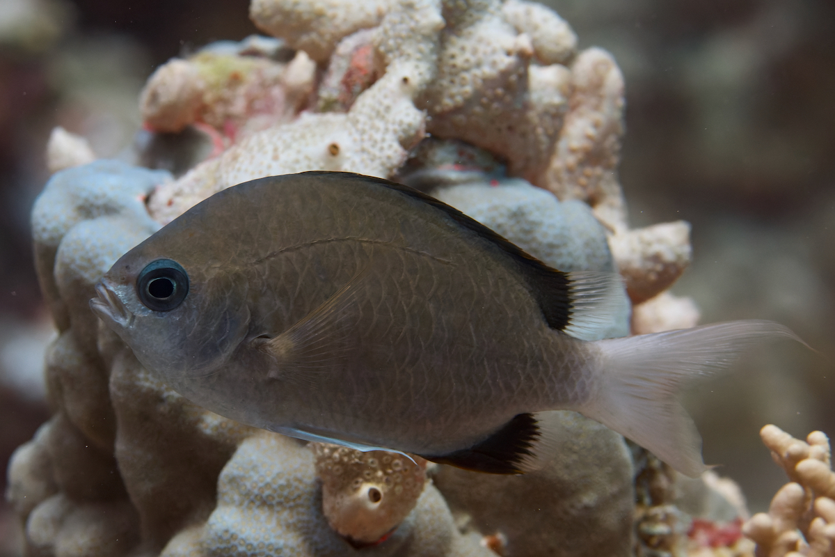 Chromis pembae Smith, 1960