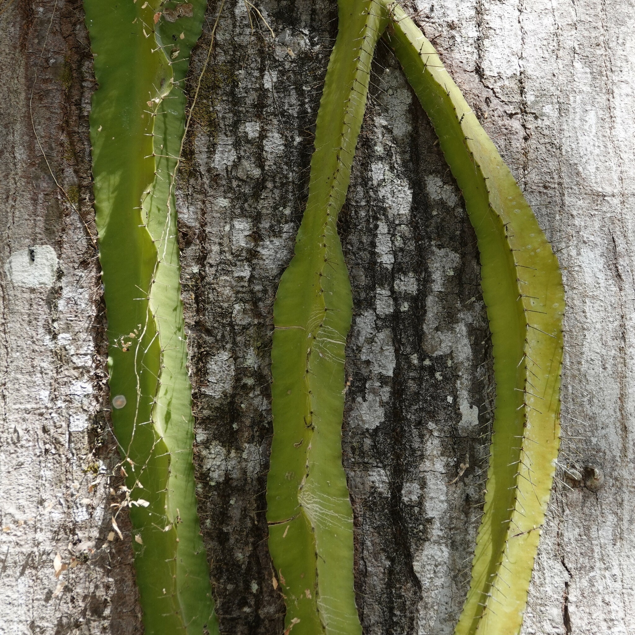 Deamia testudo (Karw.) Britton & Rose