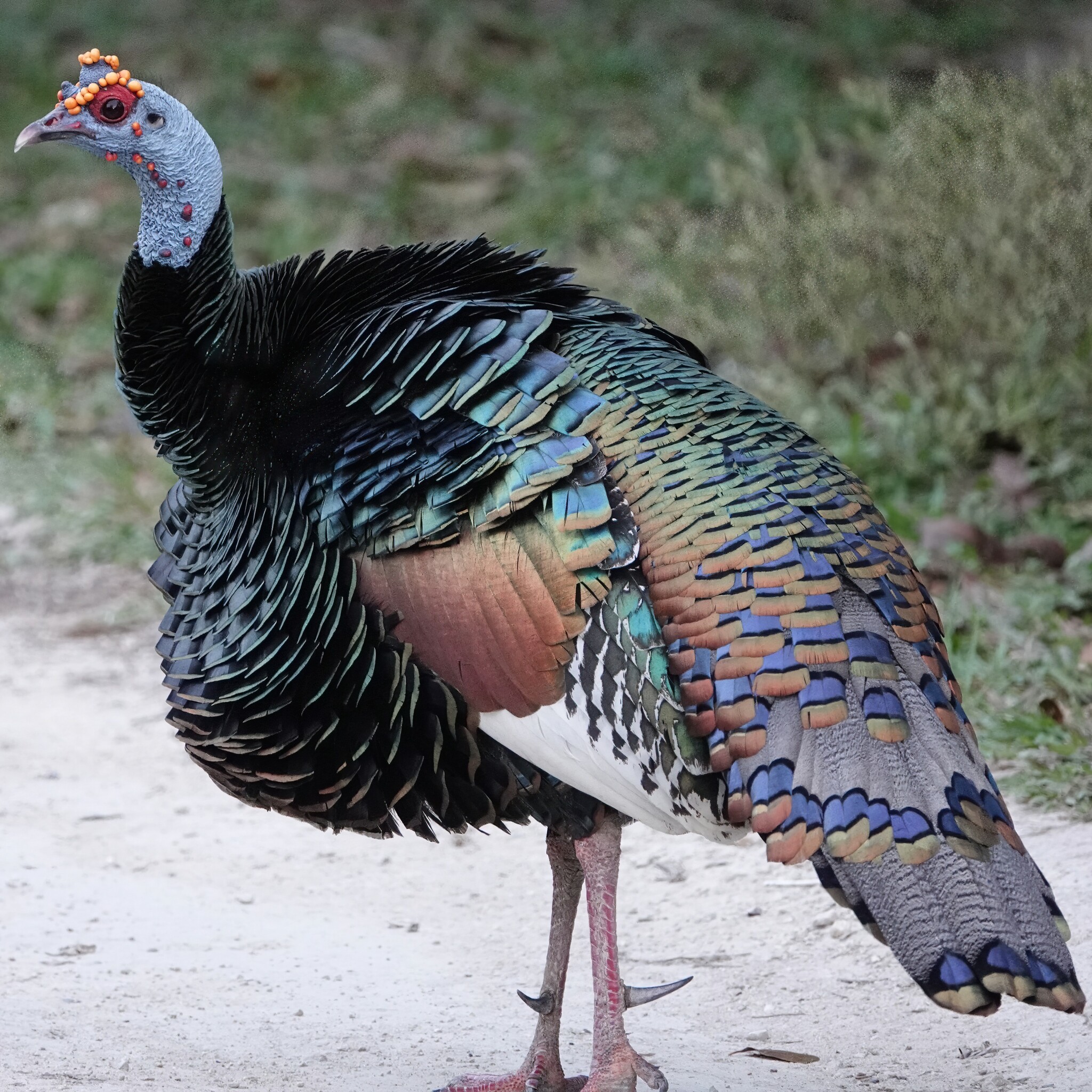 Meleagris ocellata Cuvier, 1820