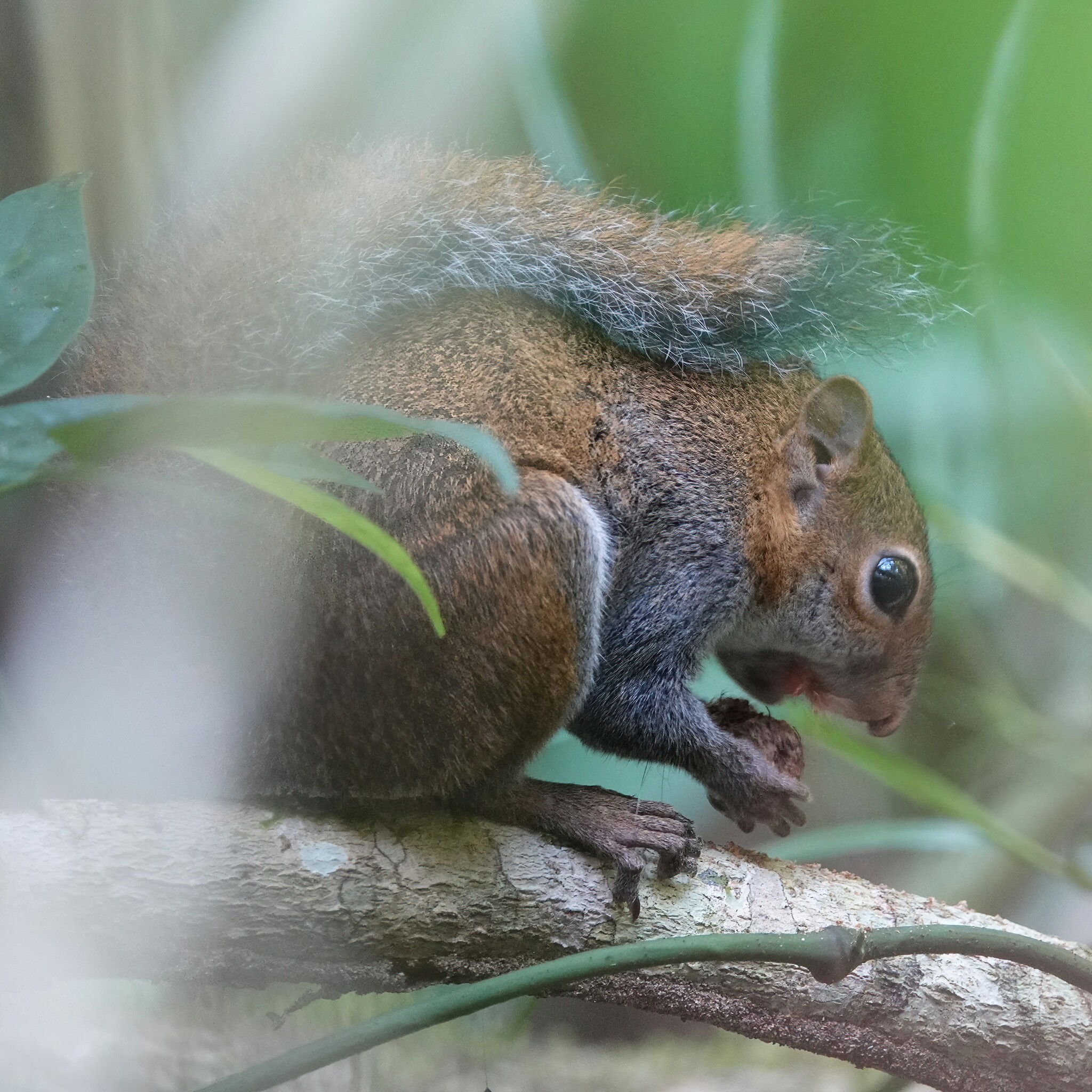 Sciurus deppei Peters, 1863