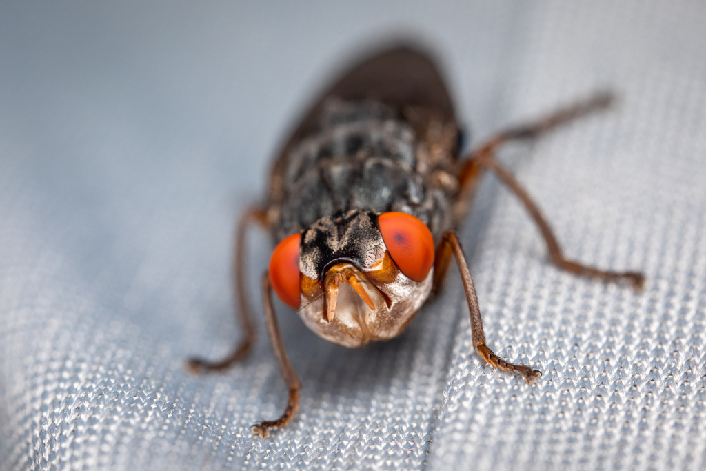 Human Botfly from Cayo District, Belize on January 29, 2023 at 01:22 PM ...