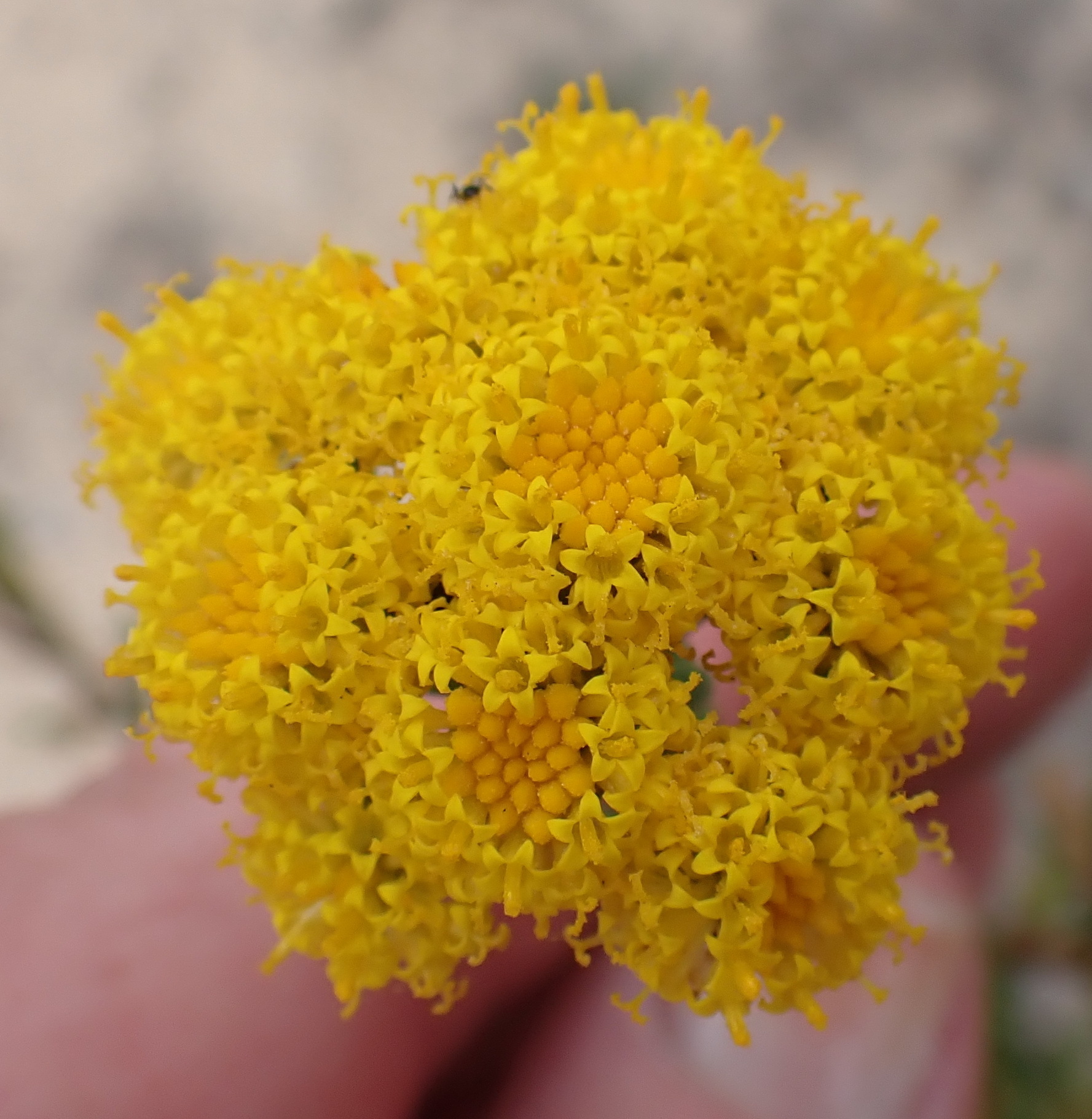 Athanasia trifurcata (L.) L.