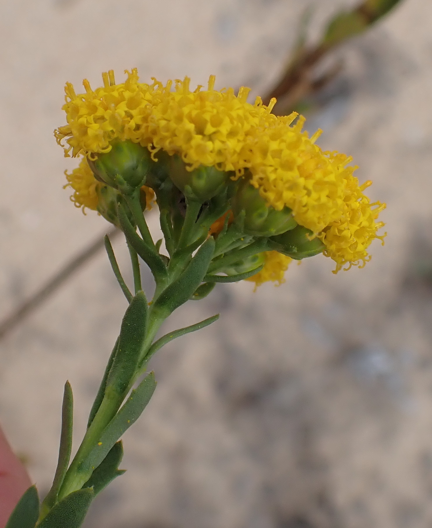 Athanasia trifurcata (L.) L.