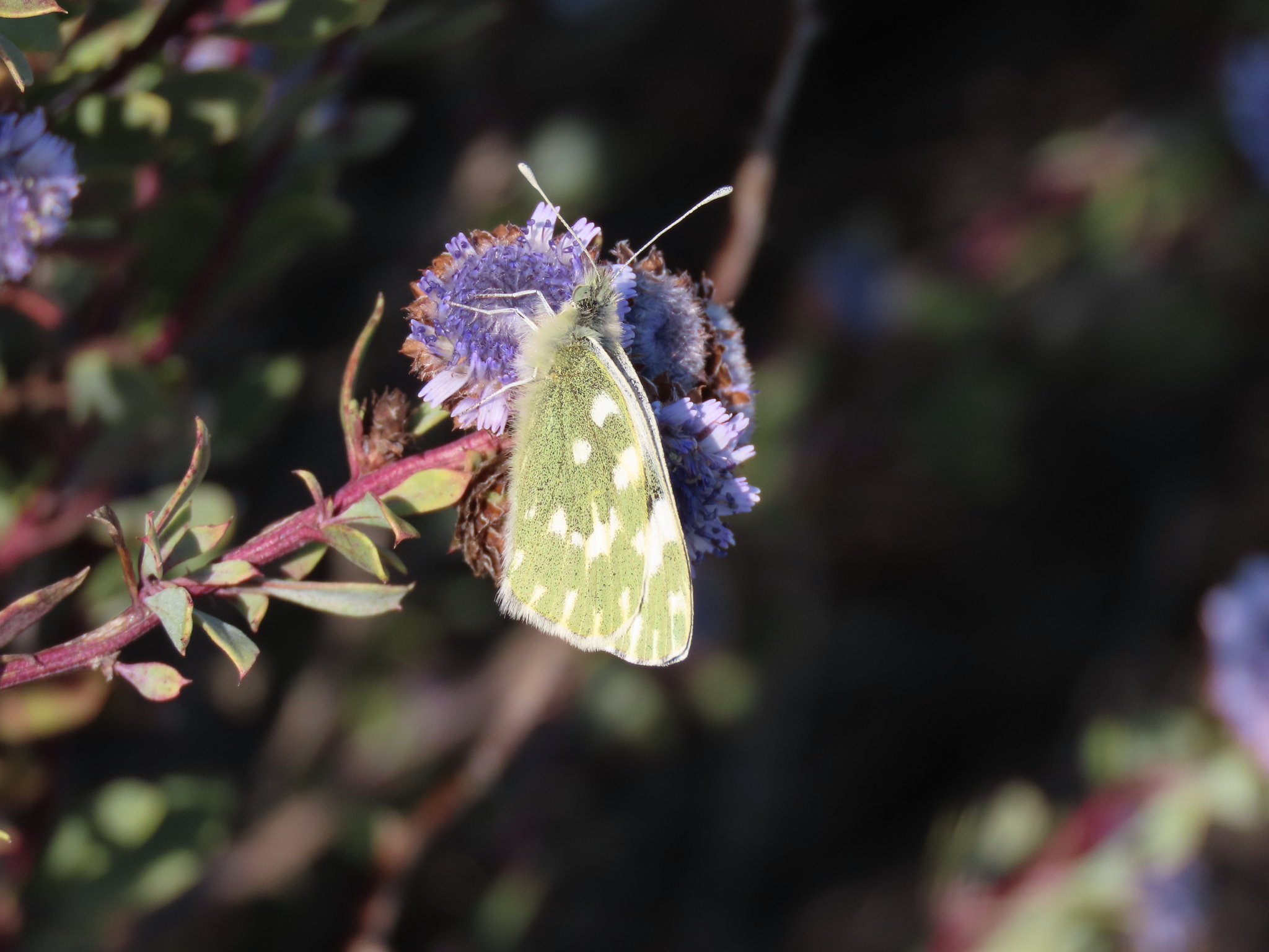 Pontia daplidice (Linnaeus, 1758)