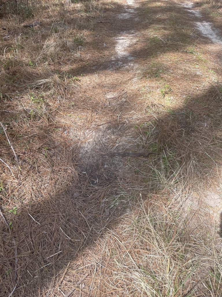 Eastern Hognose Snake from Sam Houston National Forest, Montgomery, TX ...