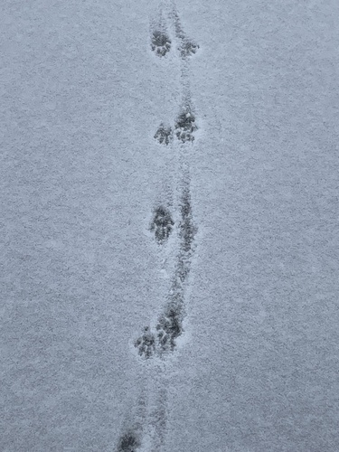 iNaturalist Tracking Database – NatureTracking