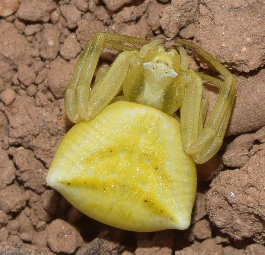 Thomisus onustus Walckenaer, 1805