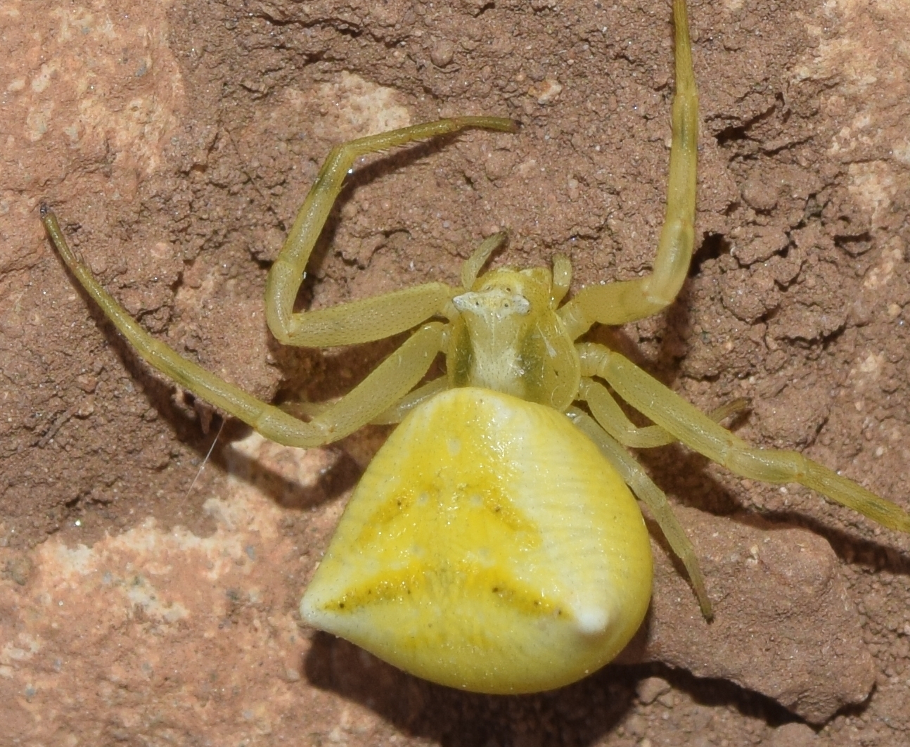 Thomisus onustus Walckenaer, 1805