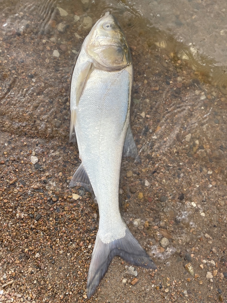 Silver Carp from Maryland Heights, MO, US on February 26, 2023 at 11:55 ...