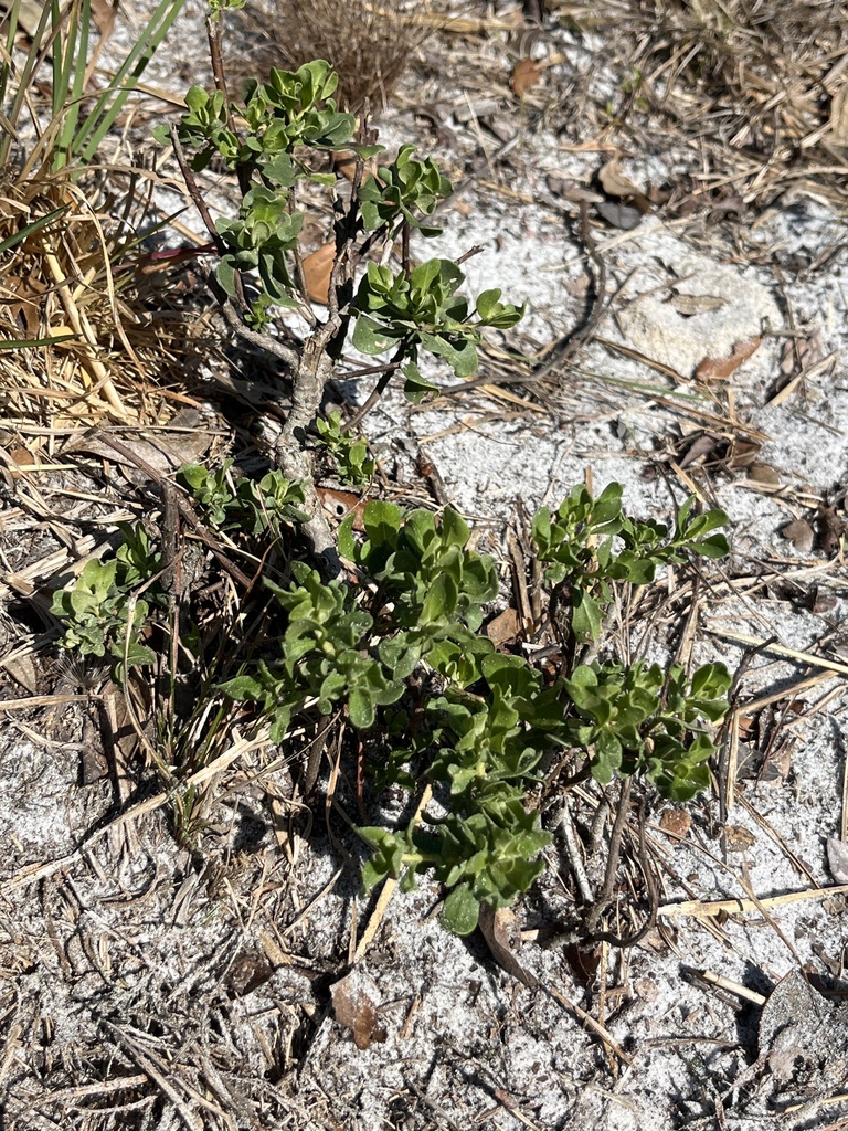 garberia from Blue Spring State Park, Orange City, FL, US on February ...