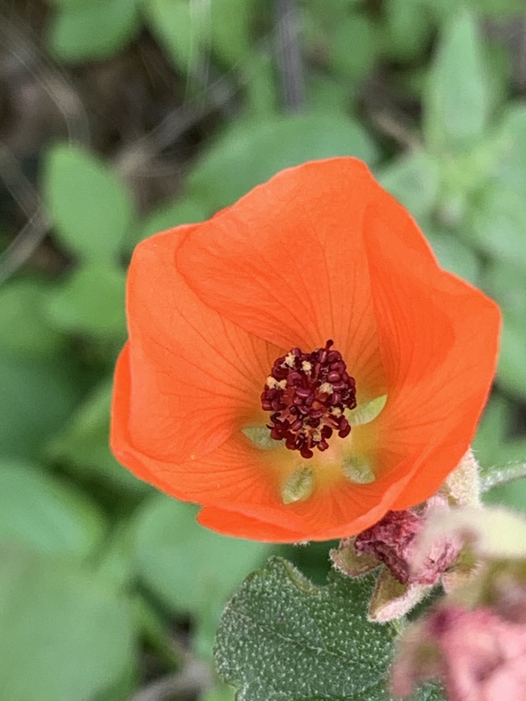 caliche globemallow from Organ Pipe Cactus National Monument, Ajo, AZ ...
