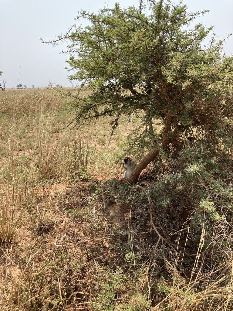 Eastern Patas Monkey in February 2023 by pbulman · iNaturalist