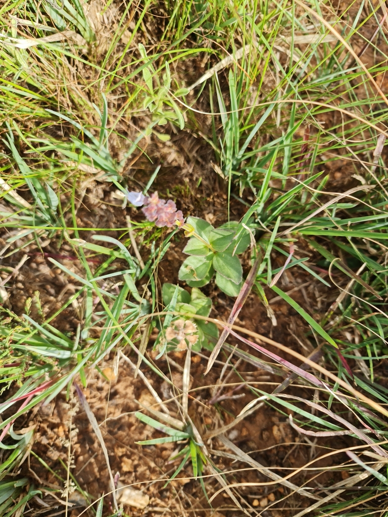 Penther Spurflower from Carletonville, 2499, South Africa on February ...
