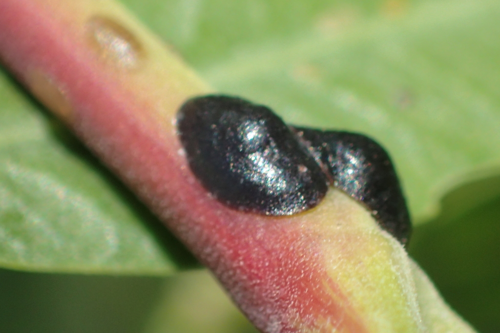 Soft scales from South Los Angeles, Los Angeles, CA, USA on September ...