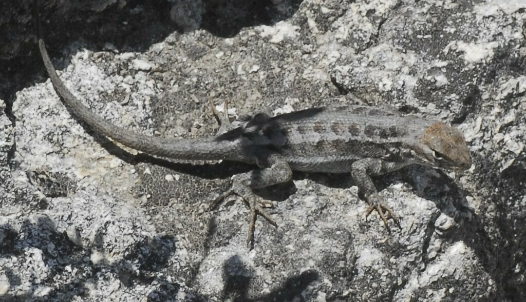 Rose-bellied Lizard from San Miguel Tequixtepec, Oax., México on June ...