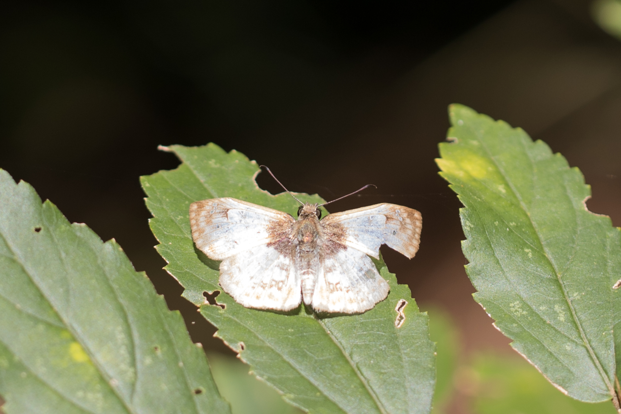 Carrhenes Godman & Salvin, 1895