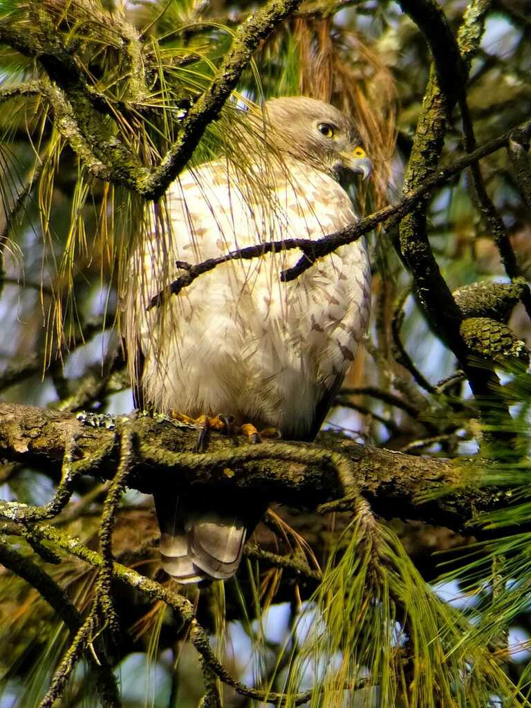 Broad-winged Hawk from Av. Universitaria, Quito 170129, Ecuador on ...