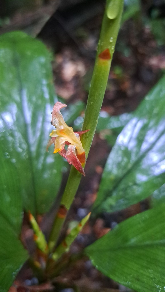 (Ischnosiphon martianus) - Botanical Realm