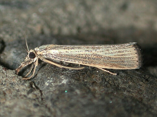 Vagabond Sod Webworm Moth from Bedford Audubon Society, Katonah, NY ...