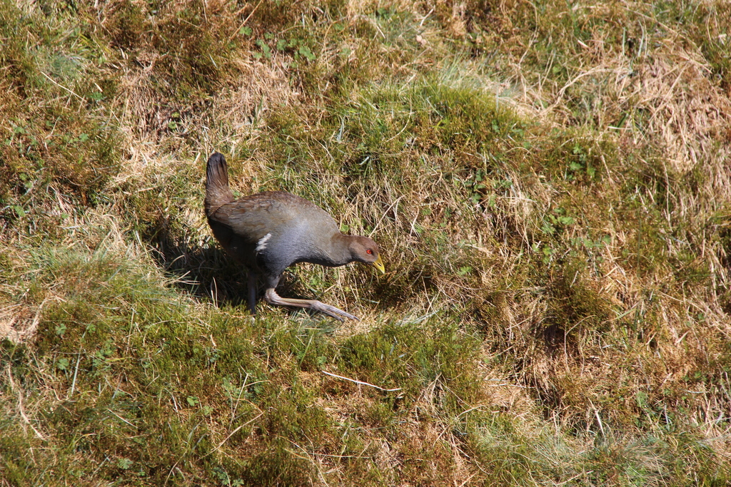 Tasmanian Native-hen from Cradle Mountain TAS 7306, Australia on ...