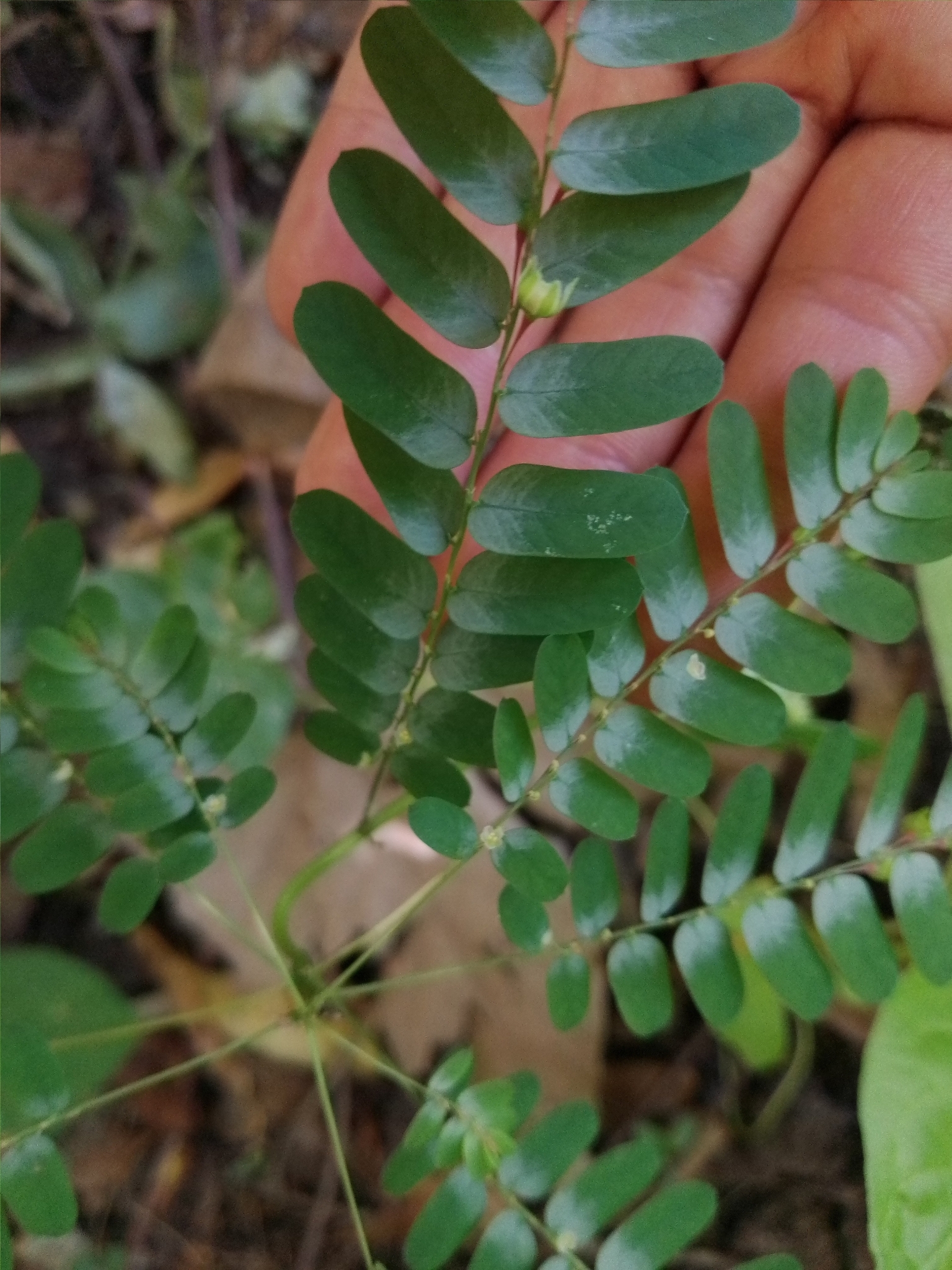 Phyllanthus niruri L.