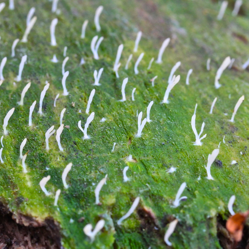 White green-algae coral (Fungi and Lichens of South Mountain ...