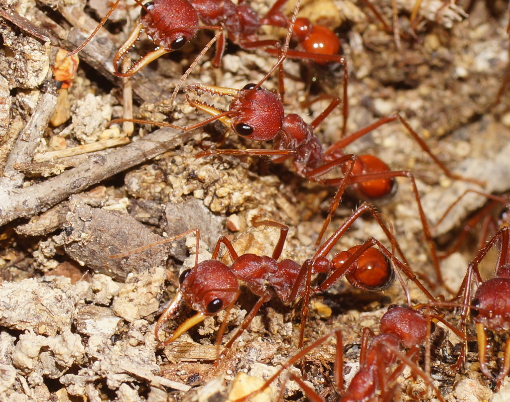 Red Bull Ant from Wooli NSW 2462, Australia on September 28, 2018 at 12 ...
