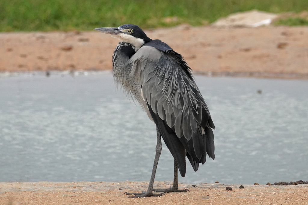 Black-headed Heron from Sarah Baartman District Municipality, South ...