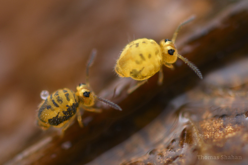 Globular Springtails (Symphypleona)