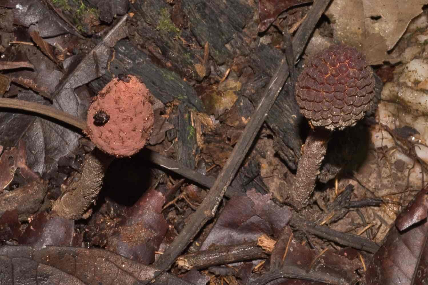 Helosis cayennensis (Sw.) Spreng.