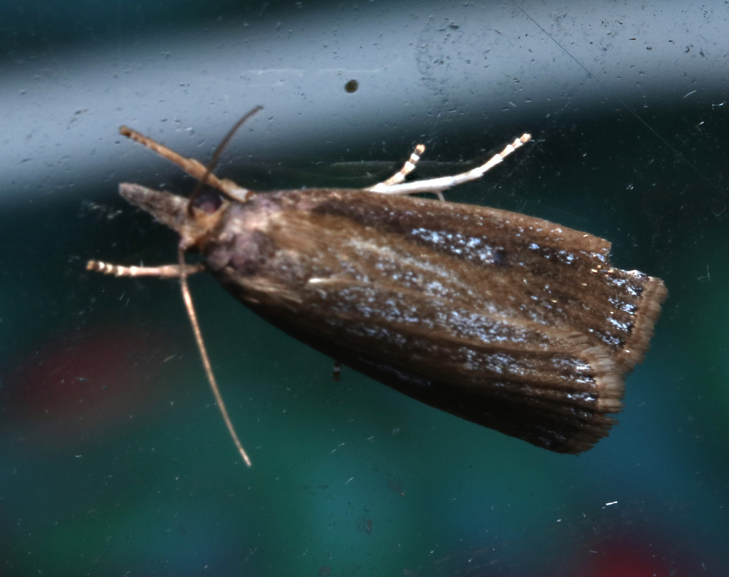 Parapoynx in February 2023 by juliegraham173 · iNaturalist