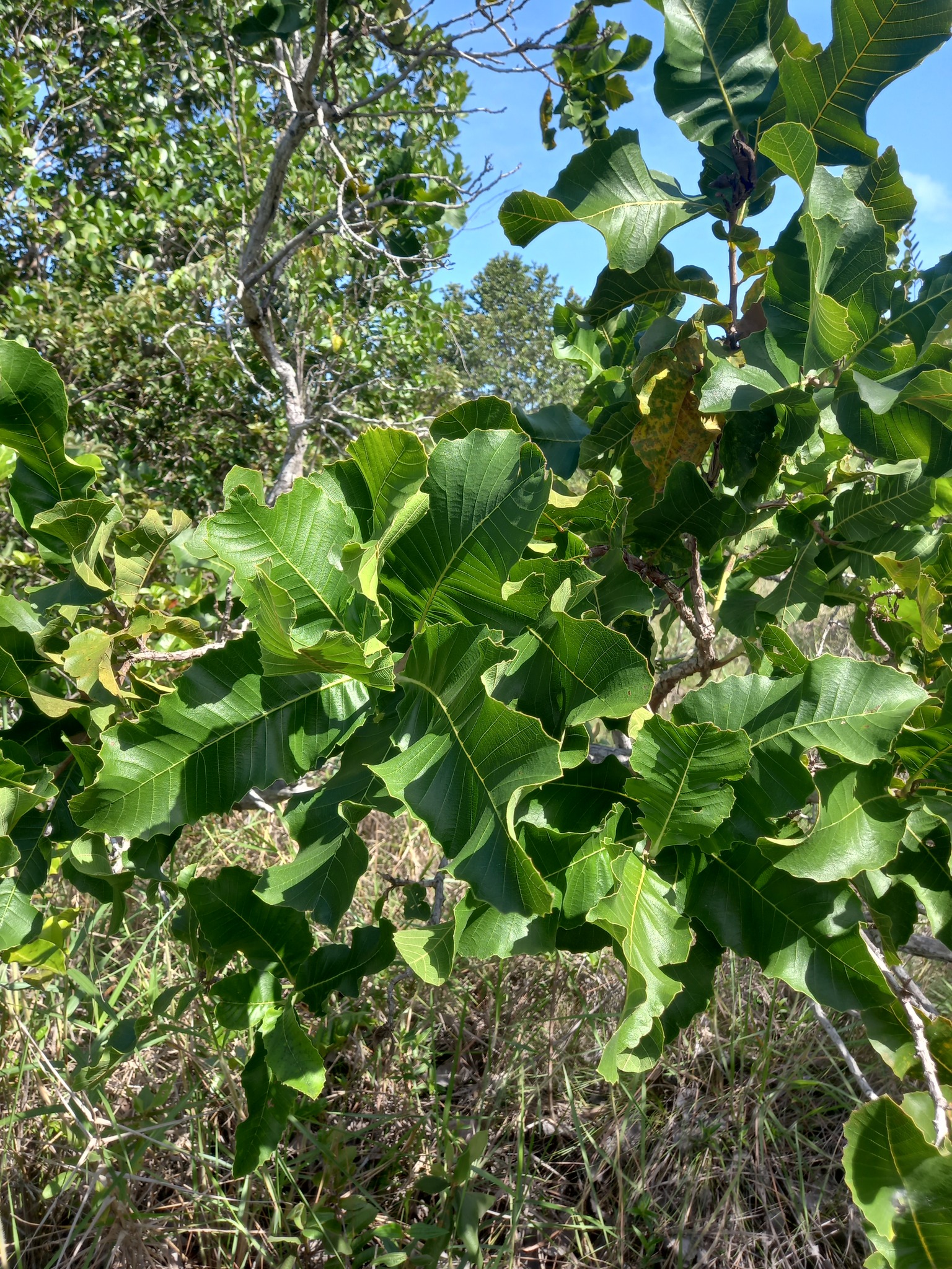 Curatella americana L.