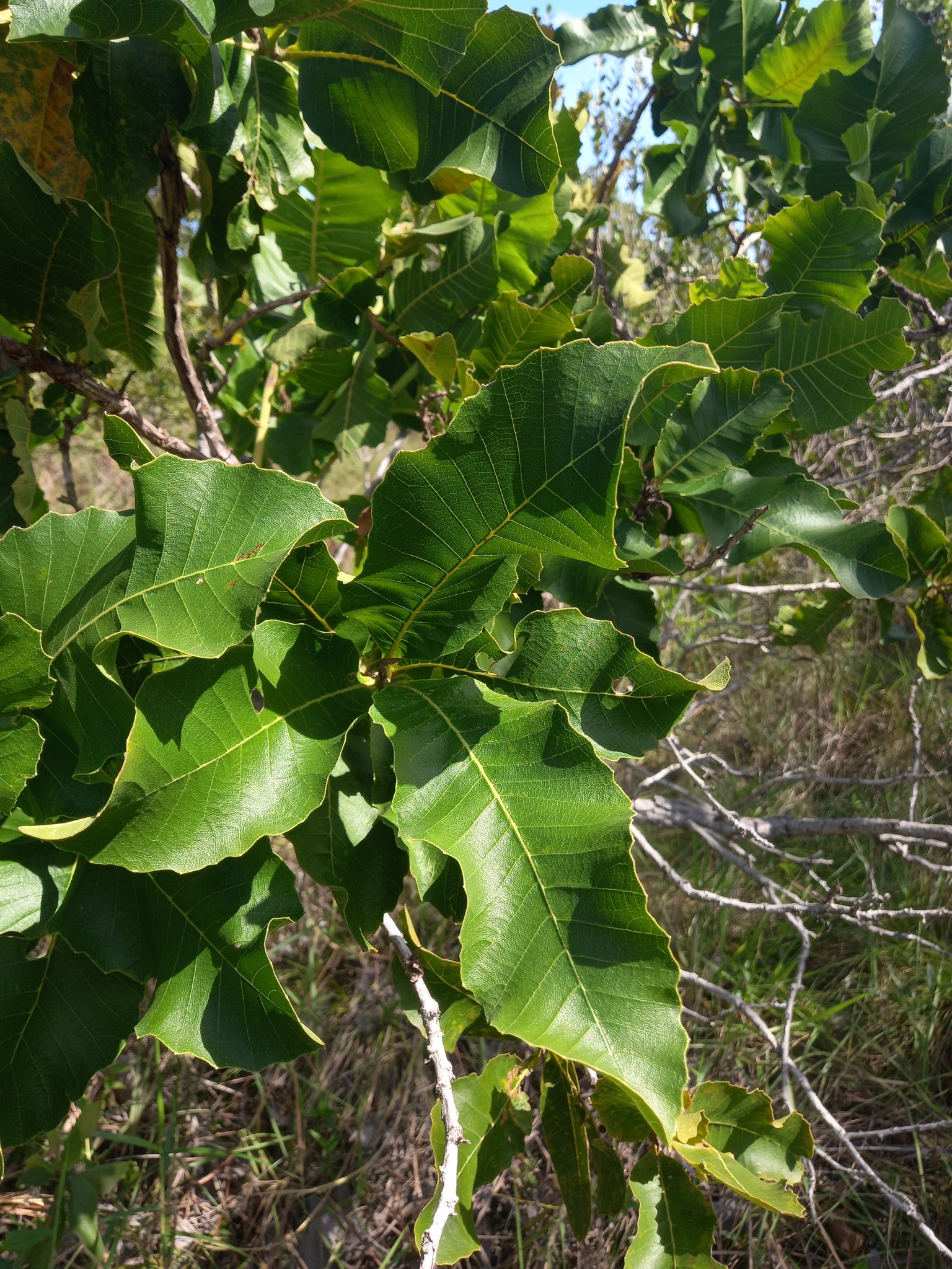 Curatella americana L.