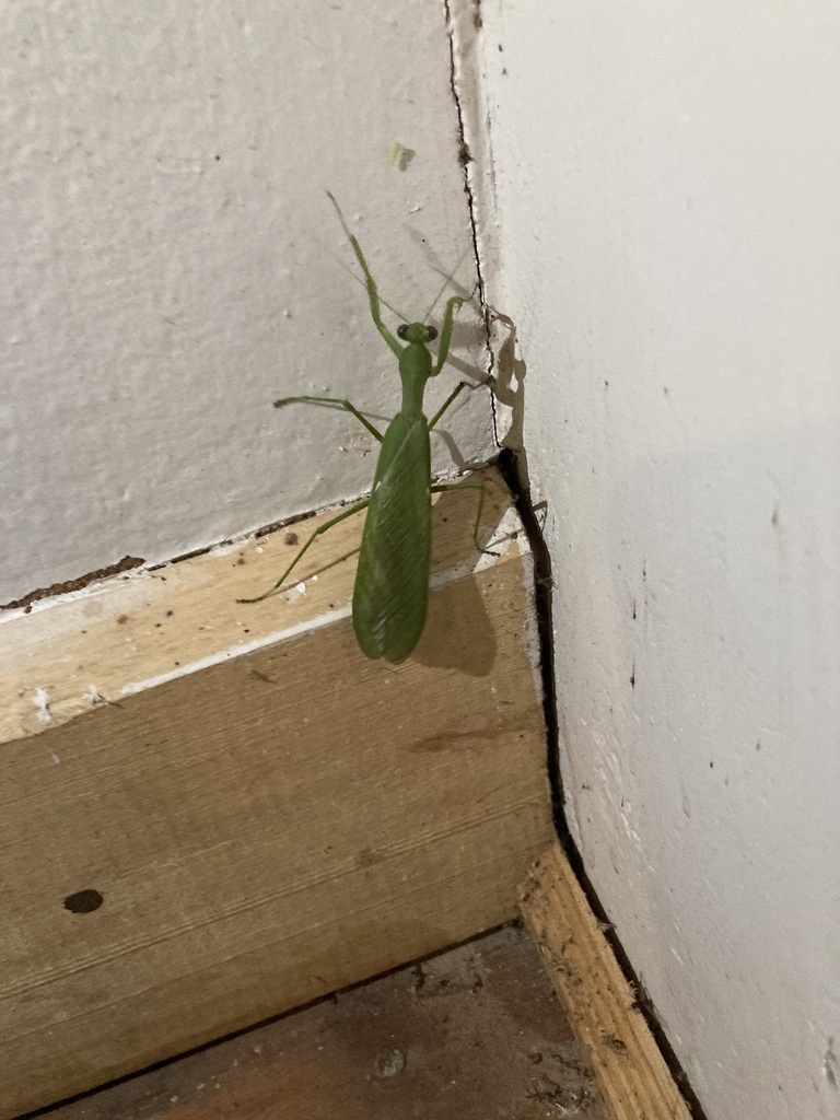 Large Green Praying Mantises from Kamwenge, Uganda on February 10, 2023 ...