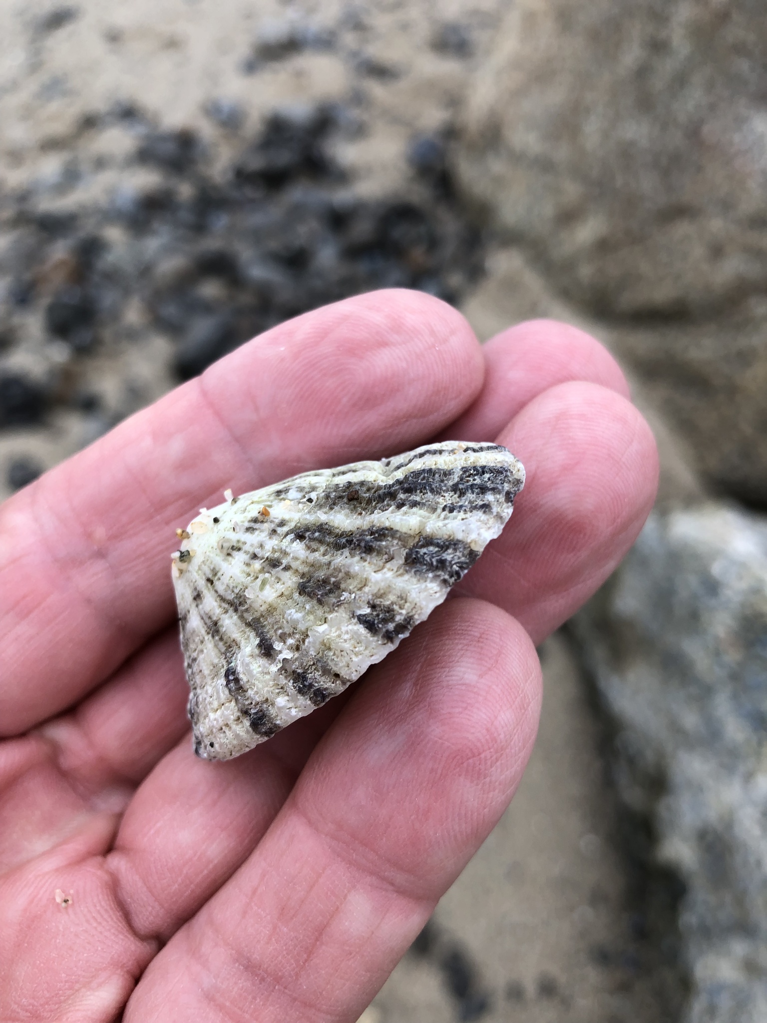 Diodora aspera (Rathke, 1833)