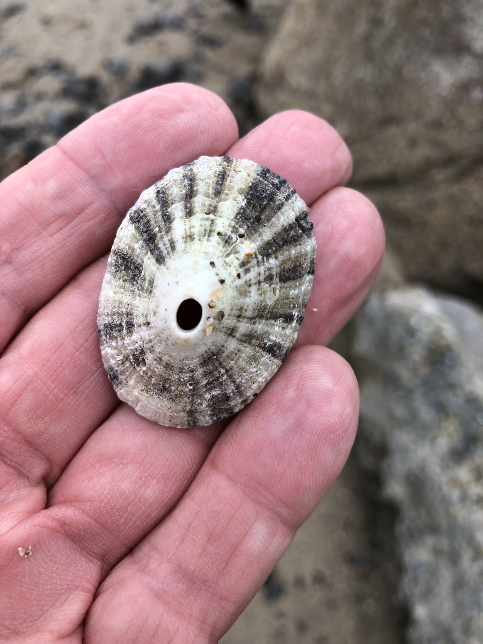 Diodora aspera (Rathke, 1833)