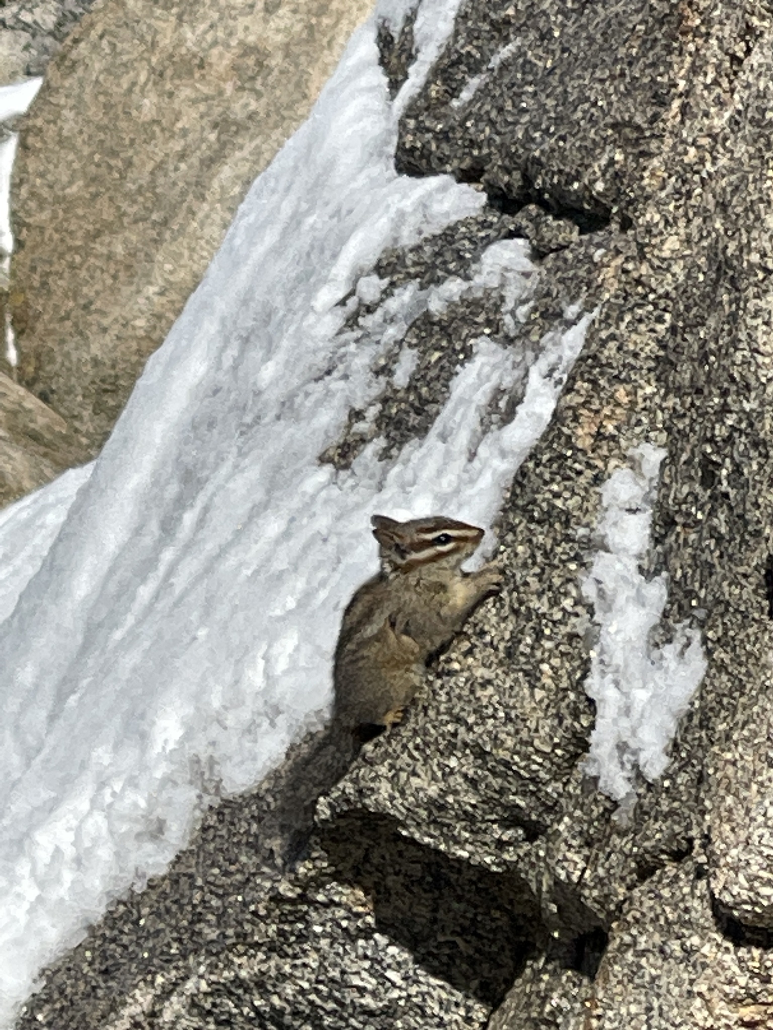 Tamias merriami J.A.Allen, 1889