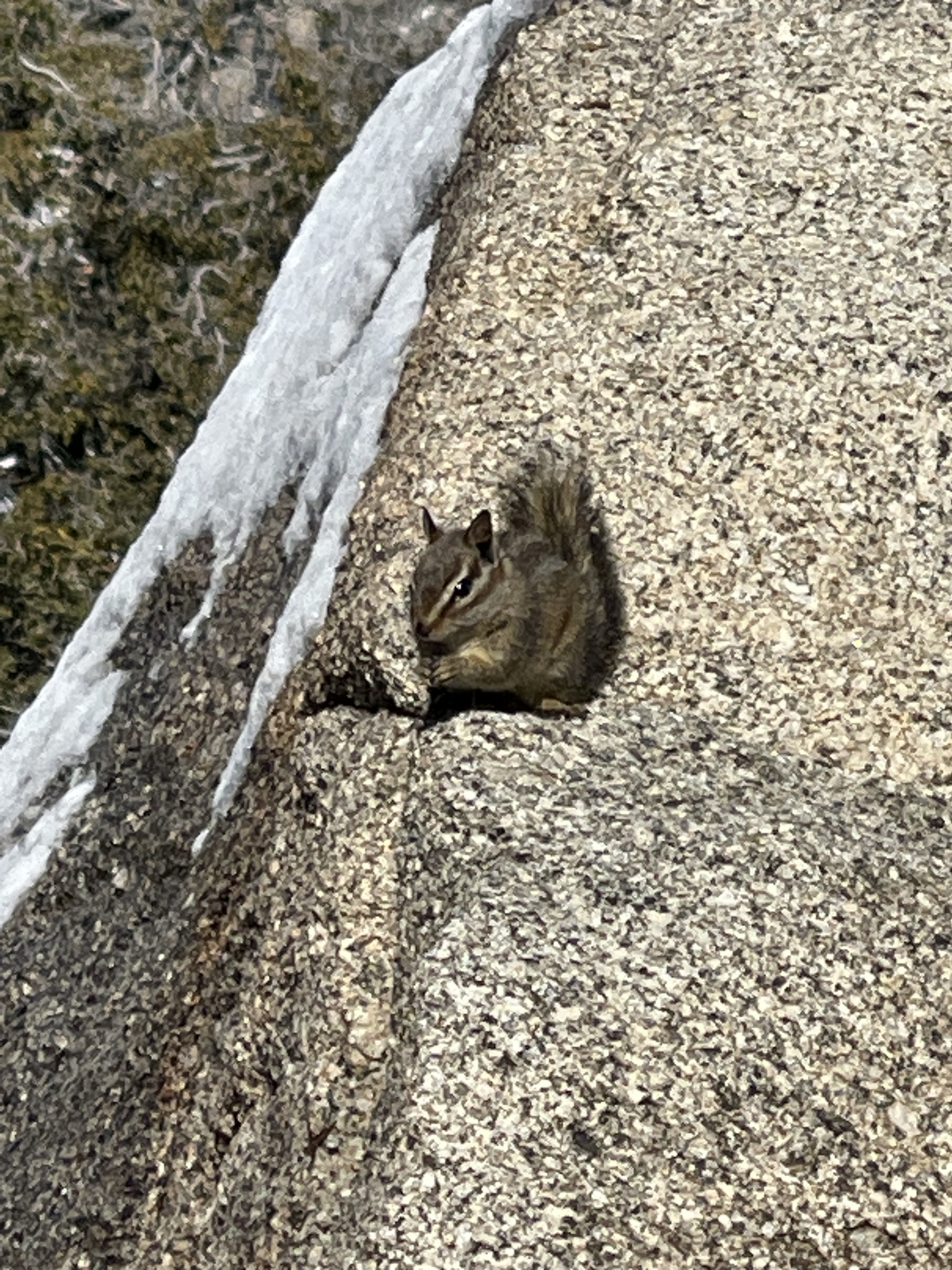 Tamias merriami J.A.Allen, 1889