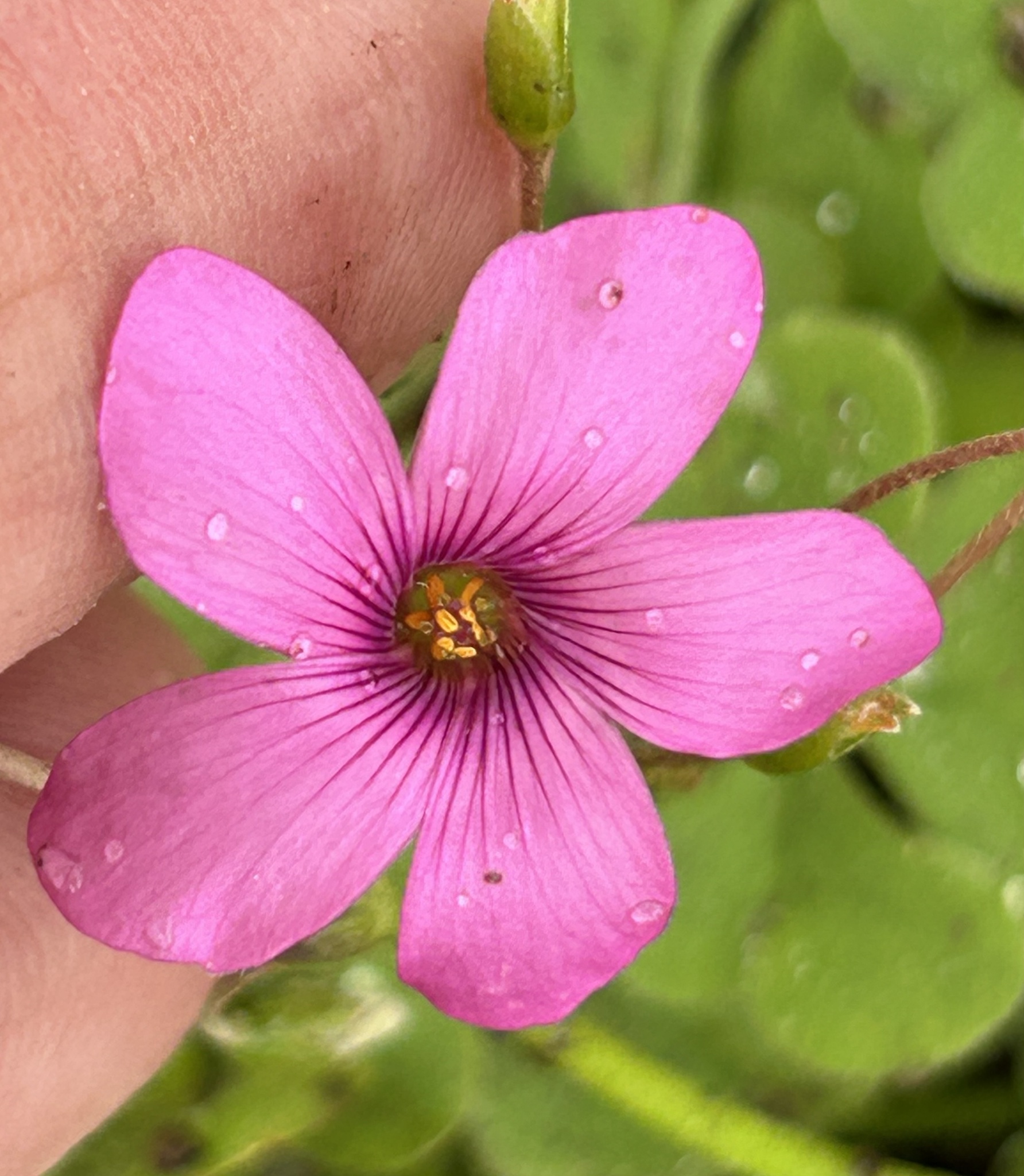 Oxalis articulata Savigny