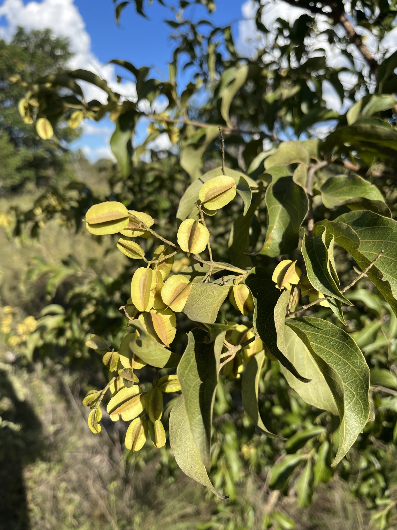 Combretum leprosum Mart.