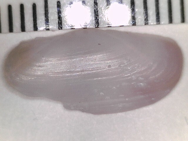 Tagelus divisus (Spengler, 1794)