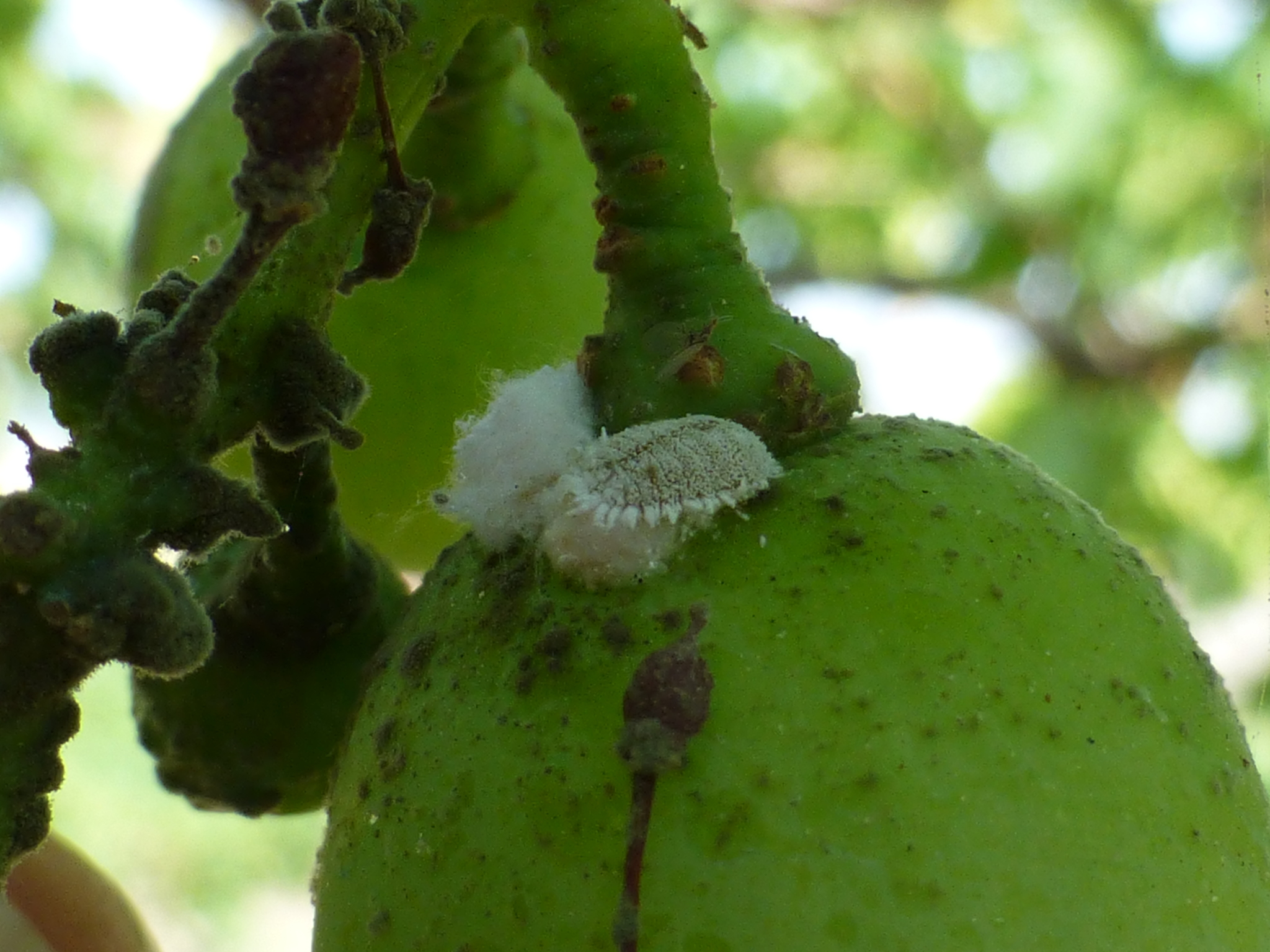 Planococcus citri (Risso, 1813)