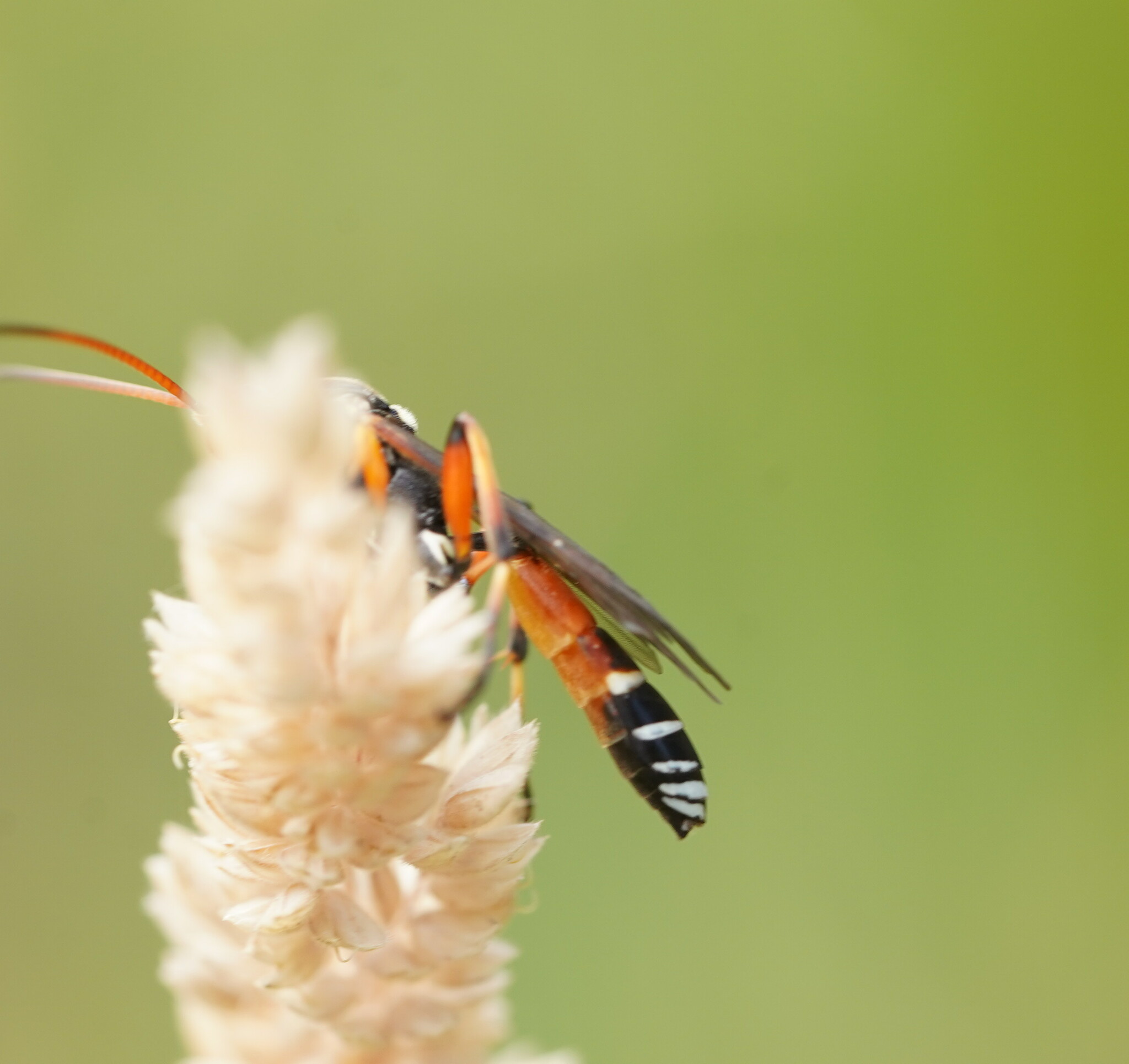 Ichneumon promissorius Erichson, 1842
