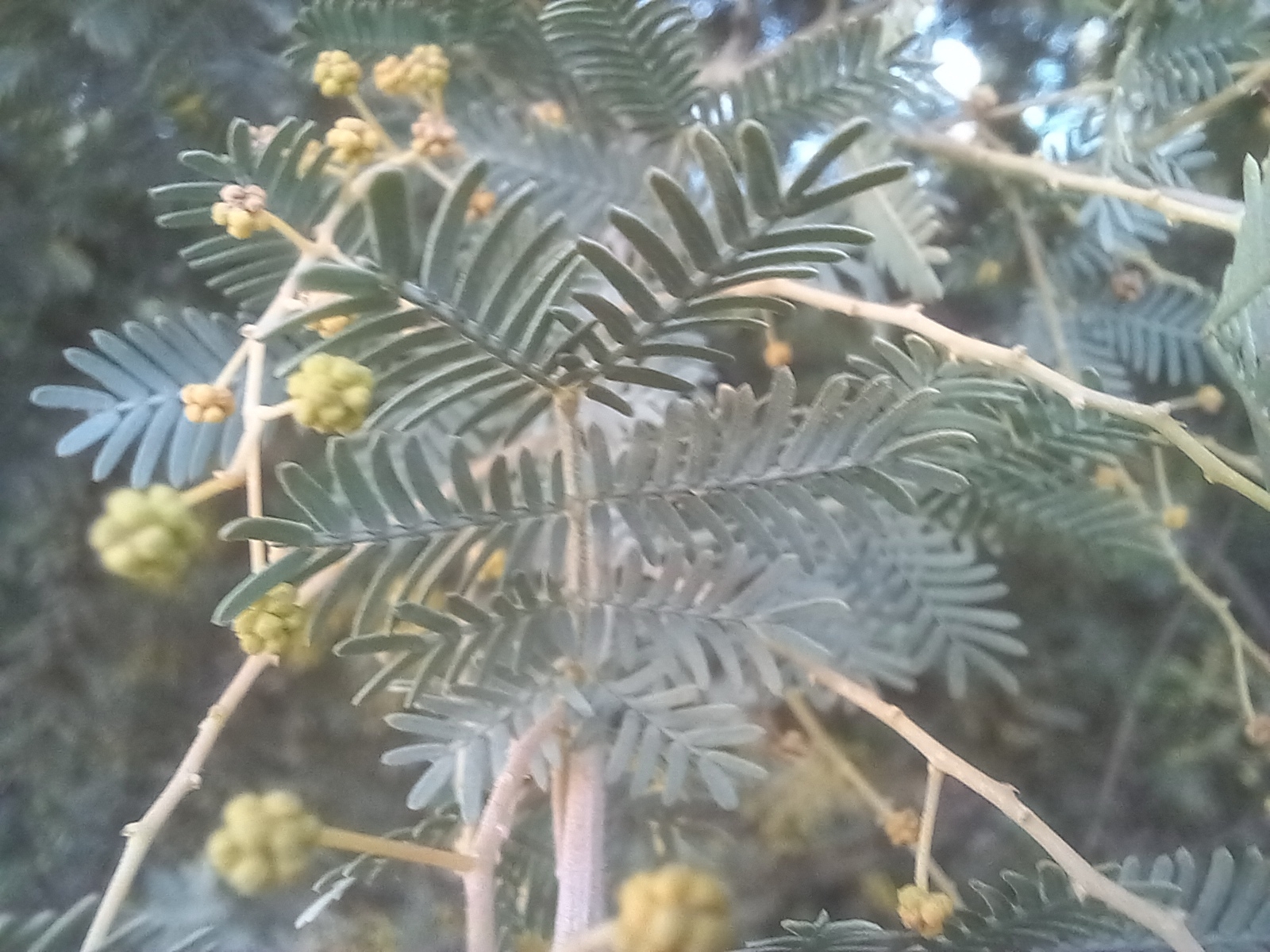 Acacia baileyana F.Muell.
