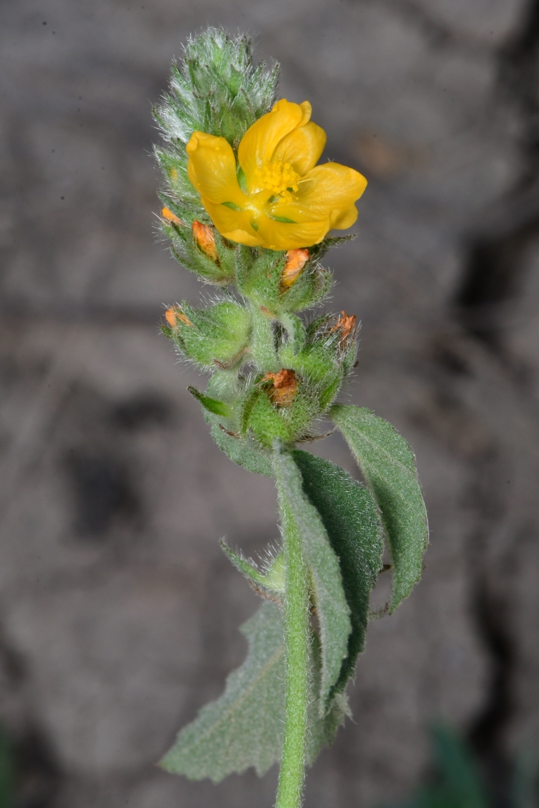 Malvastrum americanum (L.) Torr.