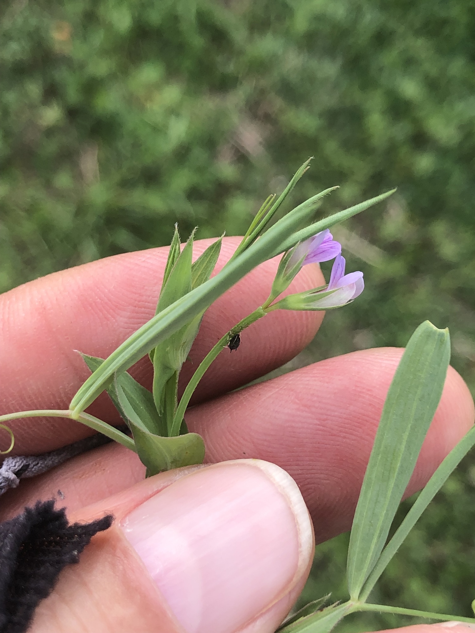 Lathyrus pusillus Elliott