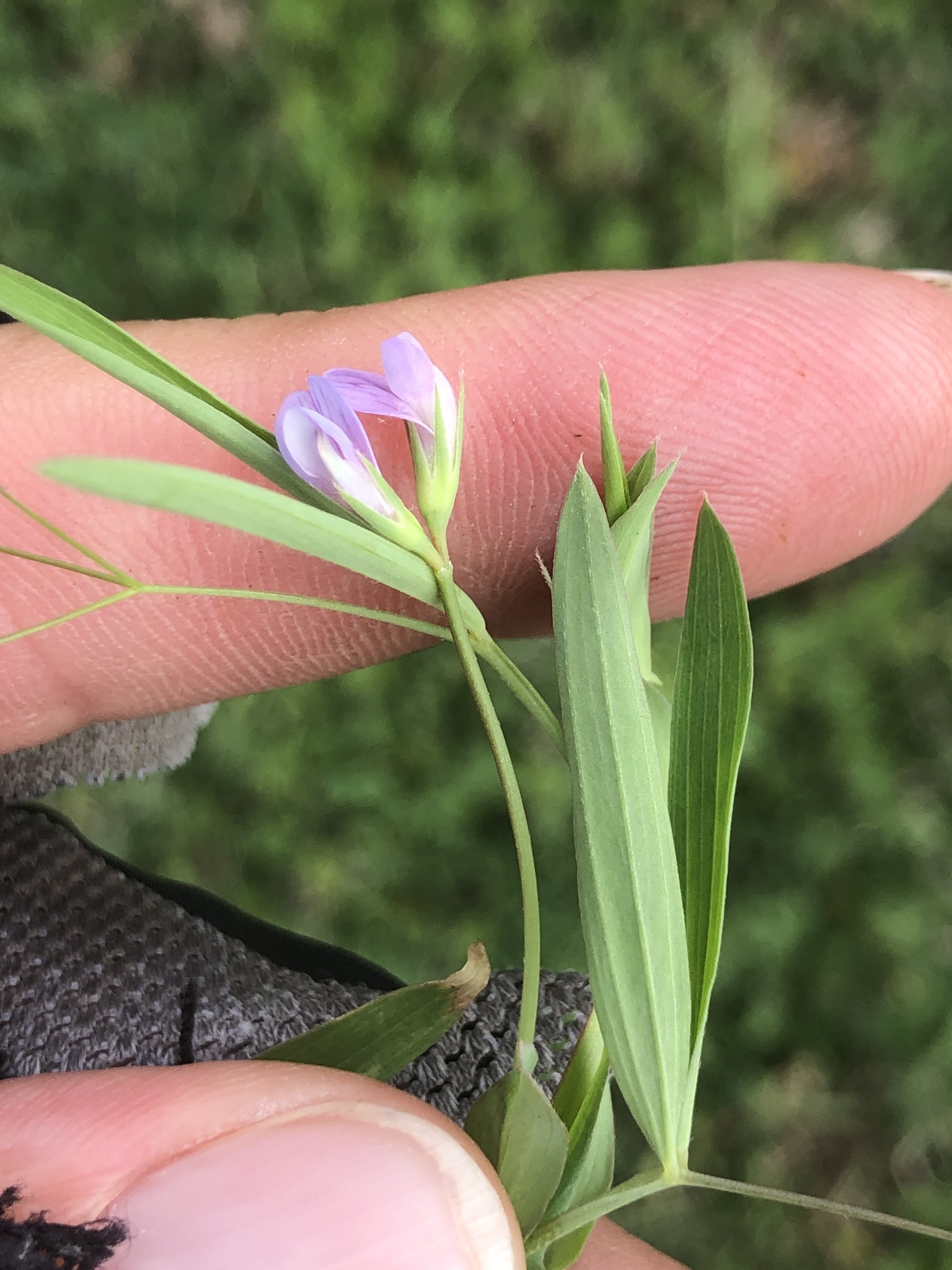 Lathyrus pusillus Elliott