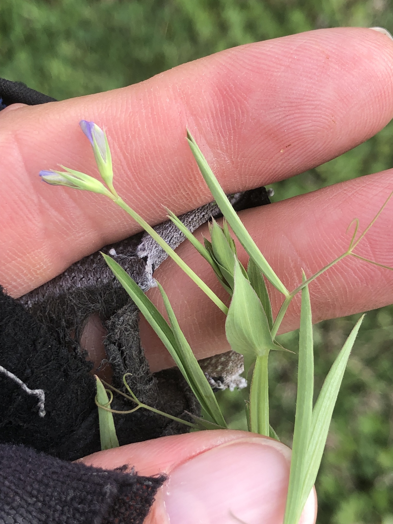 Lathyrus pusillus Elliott